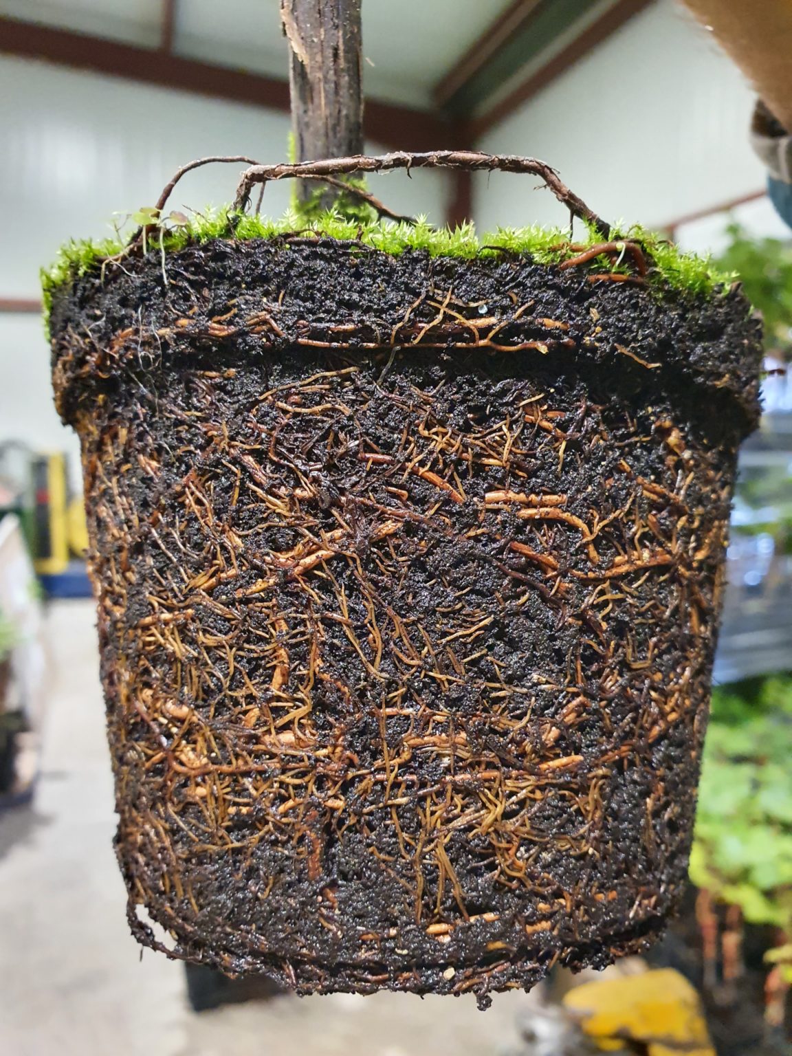 Plant de vigne en pot anti-chignon | Pépinières Daniel Dumont